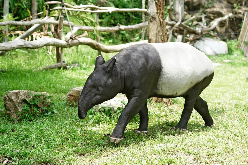 World Tapir Day (April 27th) | Days Of The Year