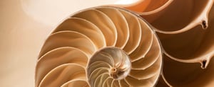Fibonacci Day (November 23rd) | Days Of The Year