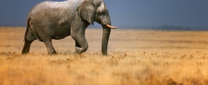 Save The Elephant Day (April 16th) | Days Of The Year