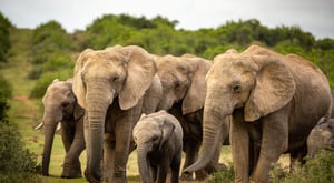 Chainmail Day (September 22nd) | Days Of The Year