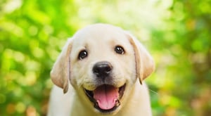 National Dog Day (August 26th) | Days Of The Year