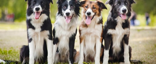 National Dog Day (August 26th) | Days Of The Year