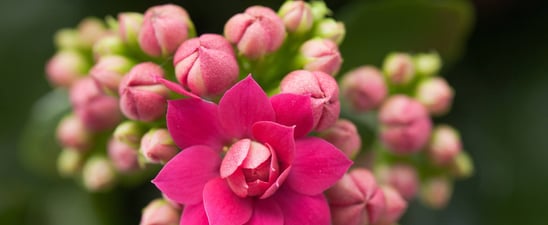 National Houseplant Appreciation Day (January 10th) | Days Of The Year