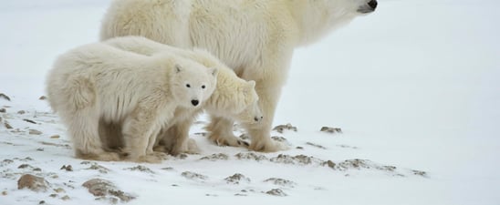 International Polar Bear Day (February 27th) | Days Of The Year