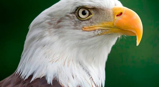 National Houseplant Appreciation Day (January 10th) | Days Of The Year