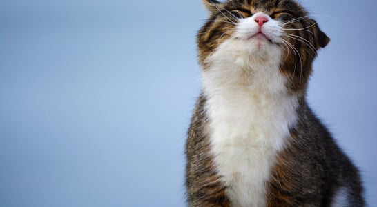 Happy Mew Year for Cats Day (January 2nd) | Days Of The Year