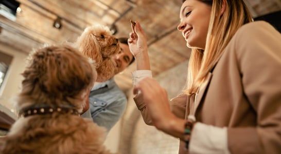 National AKC Responsible Dog Ownership Day (September 20th, 2025 ...