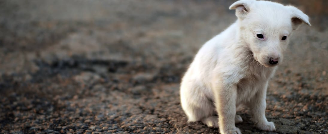 Animal Cruelty / Human Violence Awareness Week (Apr 21st to Apr 27th ...