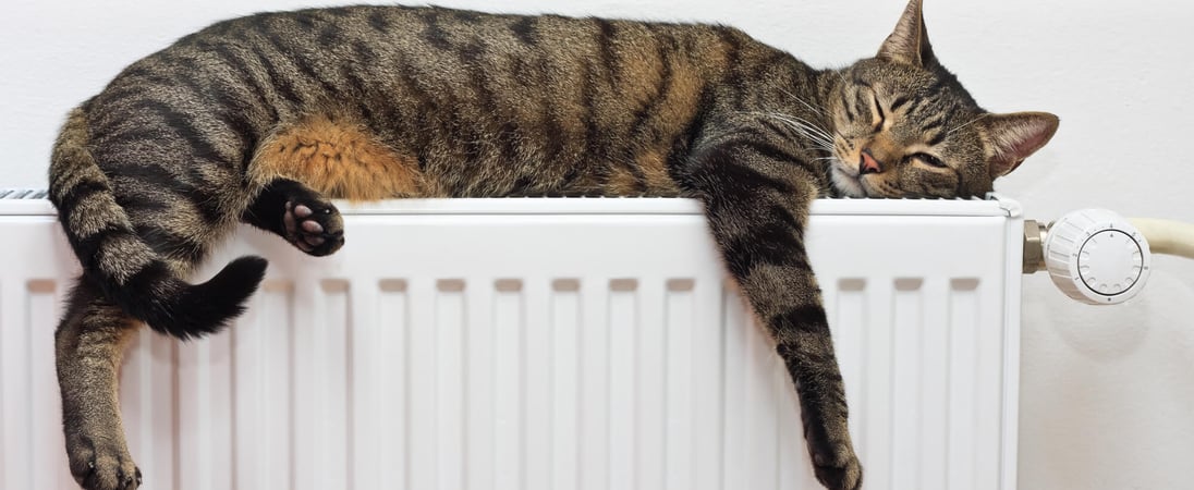 National Cat Day (October 29th) | Days Of The Year