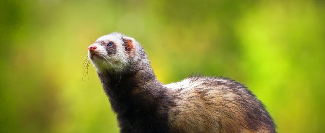 National Ferret Day (April 2nd) | Days Of The Year