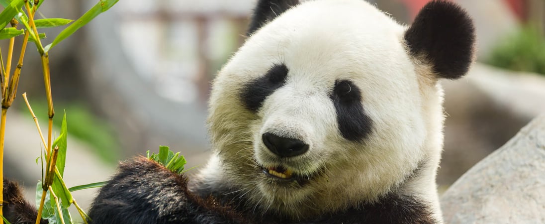 National Panda Day (March 16th) | Days Of The Year