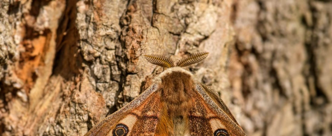 National Moth Week (Jul 19th to Jul 27th) | Days Of The Year