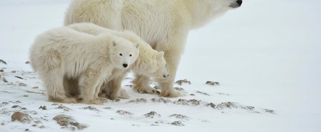 International Polar Bear Day (February 27th) | Days Of The Year
