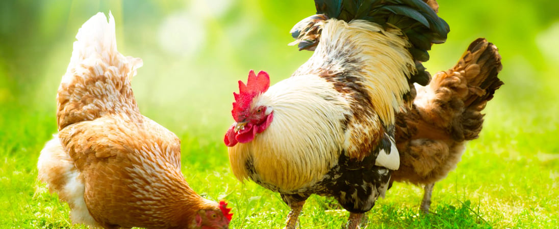 National Poultry Day (March 19th) | Days Of The Year
