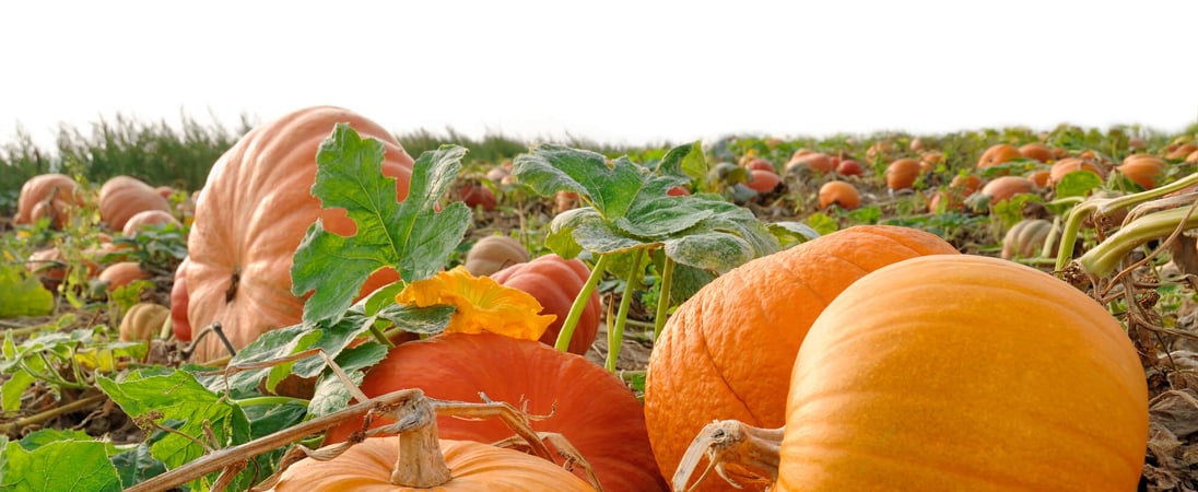 National Pumpkin Day (October 26th) | Days Of The Year