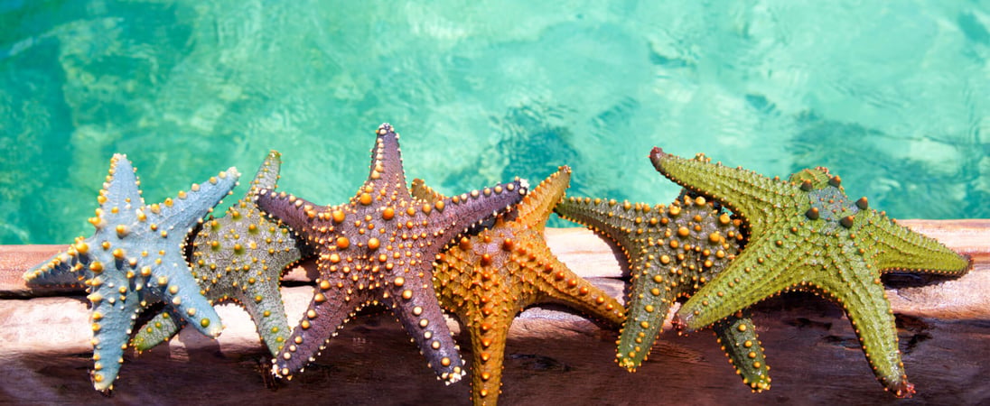 World Aquatic Animal Day (April 3rd) | Days Of The Year