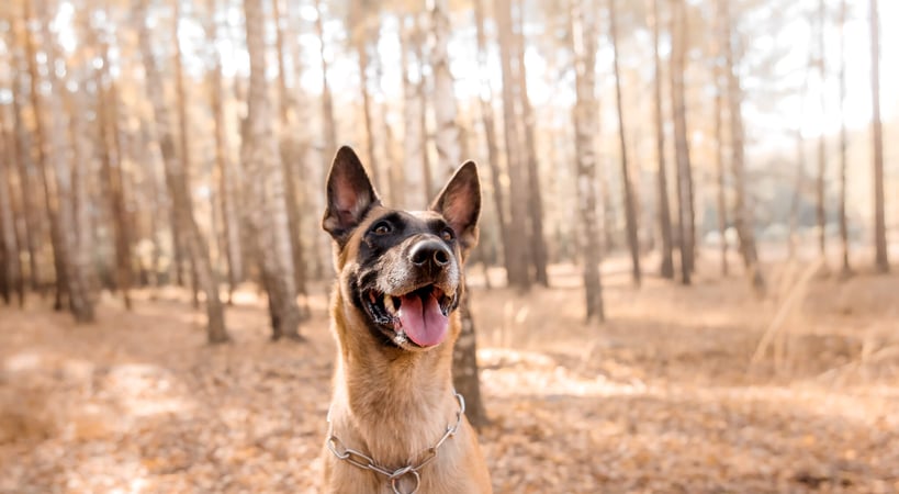 Assistance Dog Day (August 4th) | Days Of The Year