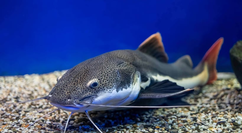 National Sea Monkey Day (May 16th) | Days Of The Year