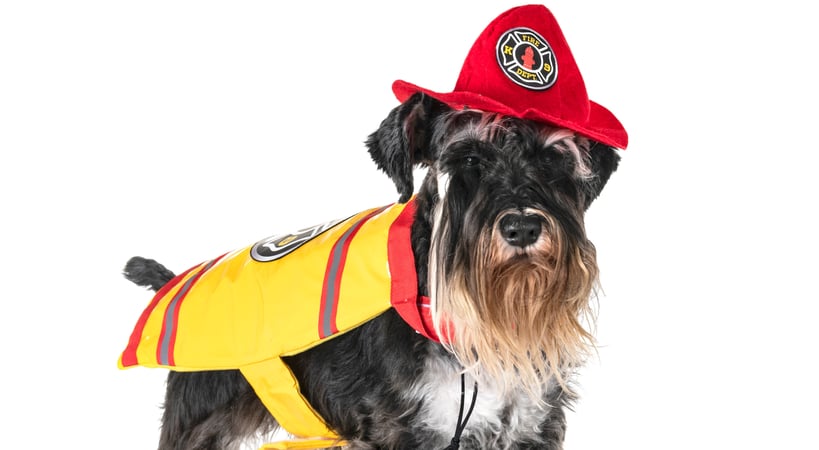 National Puppy Day (March 23rd) | Days Of The Year