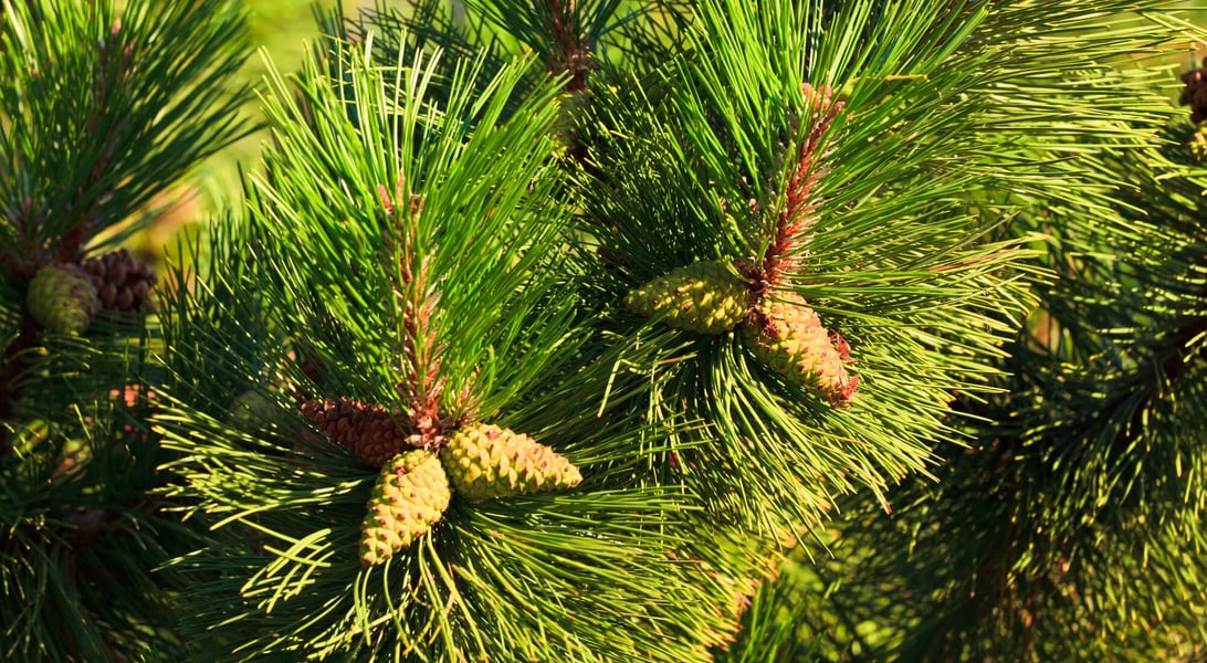 National Emo Day (December 19th) | Days Of The Year