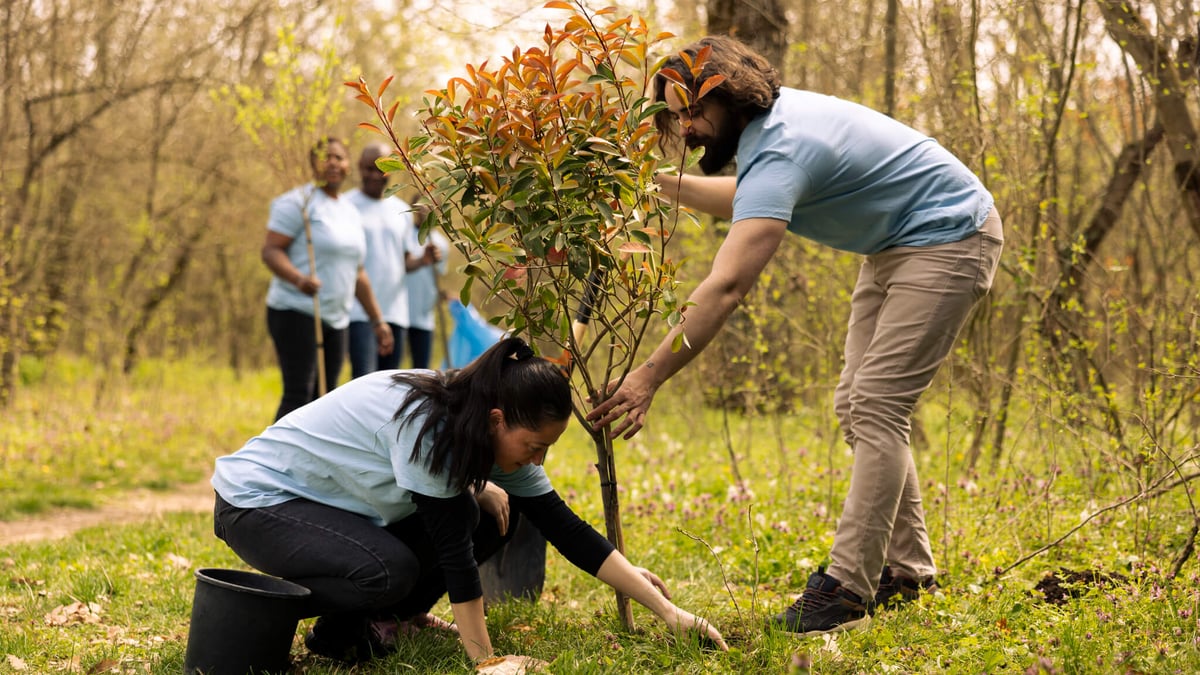 National Tree Week (Nov 23rd to Dec 1st) | Days Of The Year