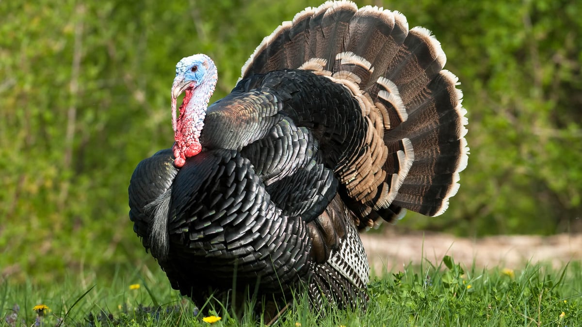 National Turkey Lovers' Day (June 15th, 2025) | Days Of The Year