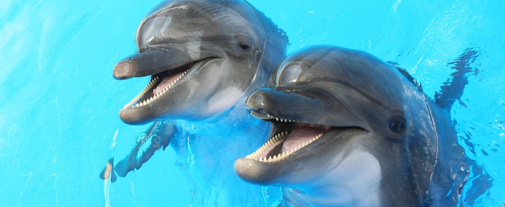National Dolphin Day (April 14th) | Days Of The Year