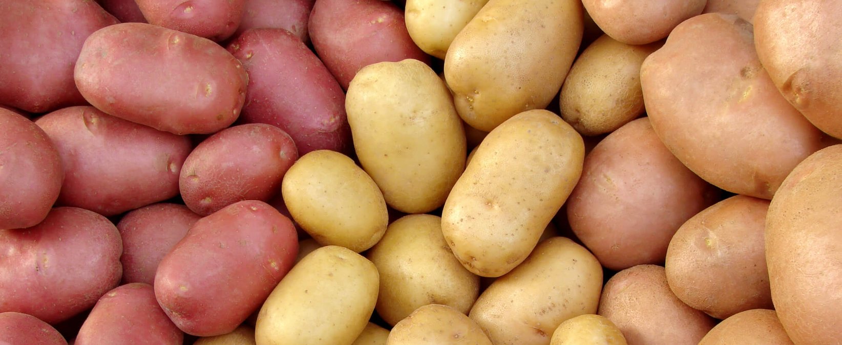 National Potato Day (August 19th) | Days Of The Year