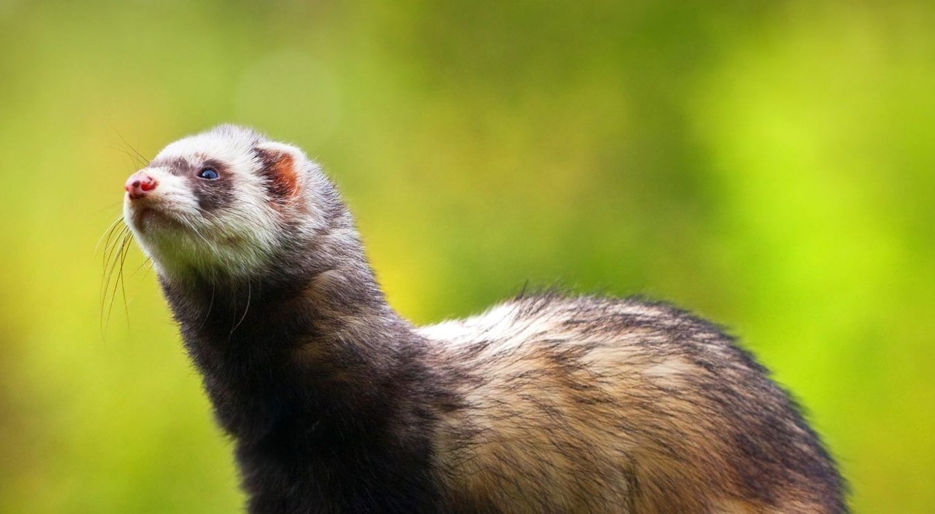 National Peanut Butter and Jelly Day (April 2nd) | Days Of The Year