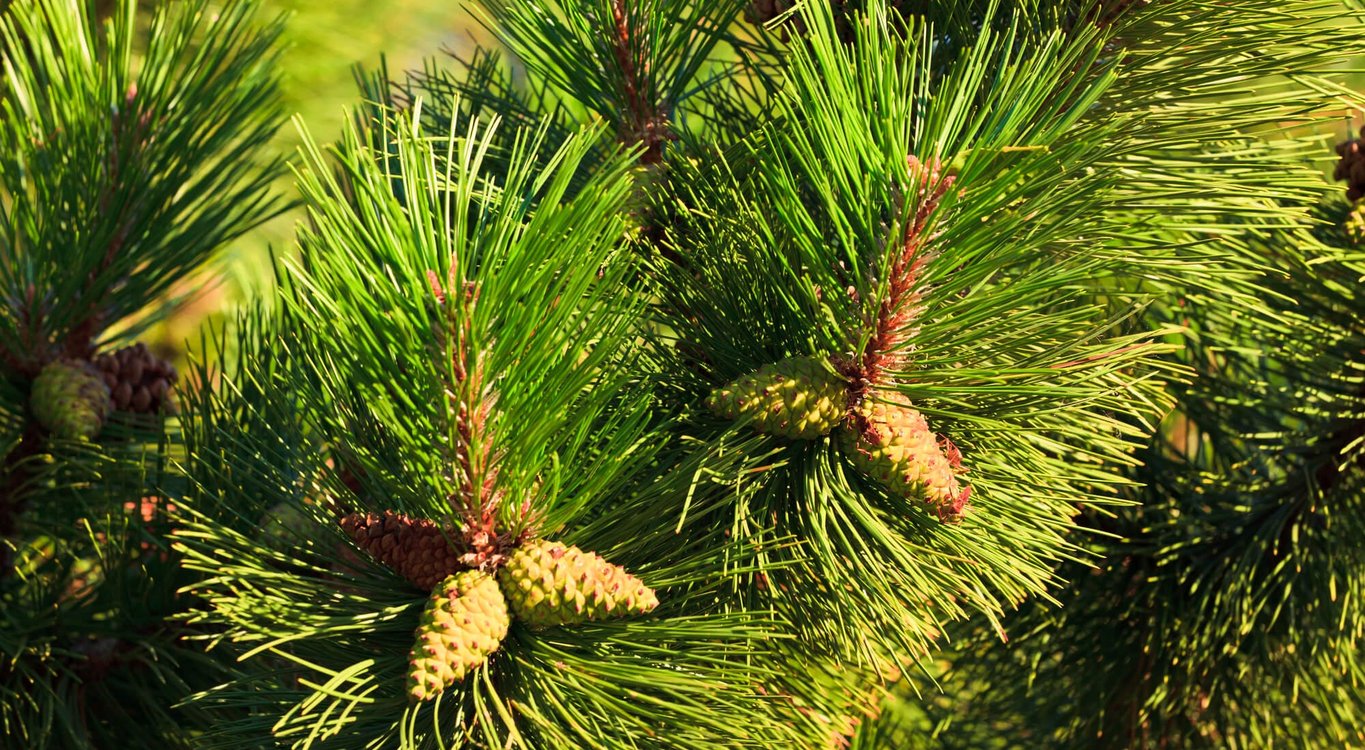 National Emo Day (December 19th) | Days Of The Year