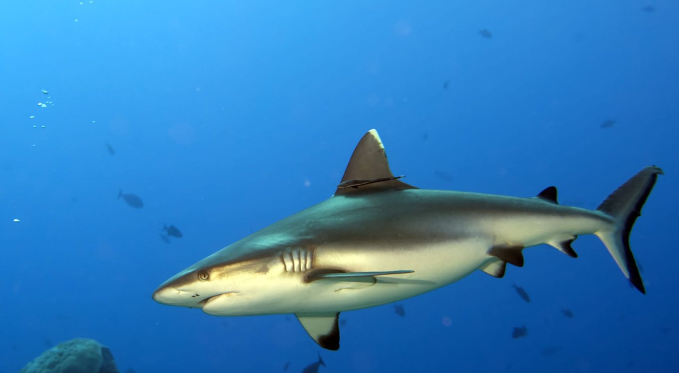 Pandemonium Day (July 14th) | Days Of The Year