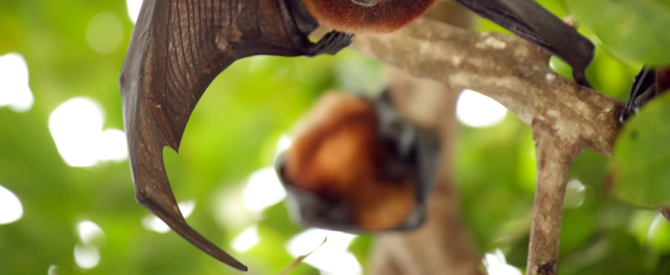 International Bat Appreciation Day (April 17th) | Days Of The Year