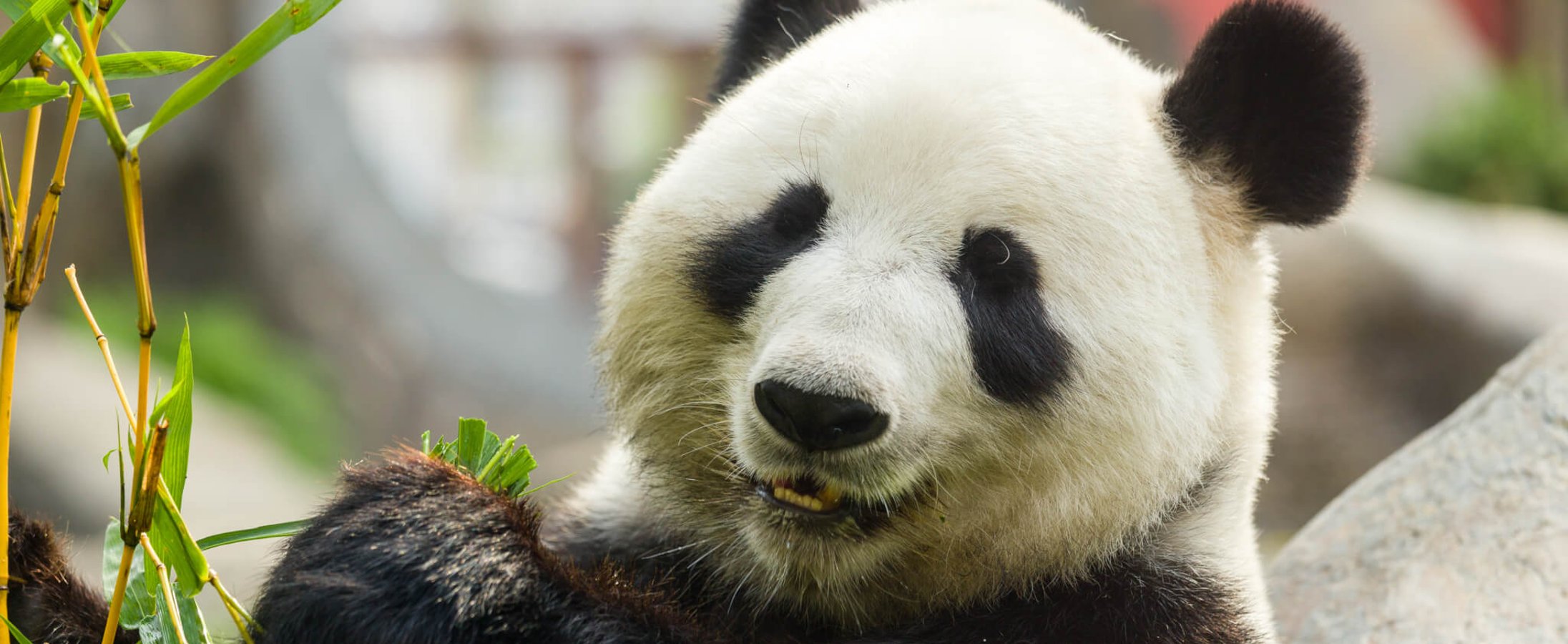 National Panda Day (March 16th) | Days Of The Year