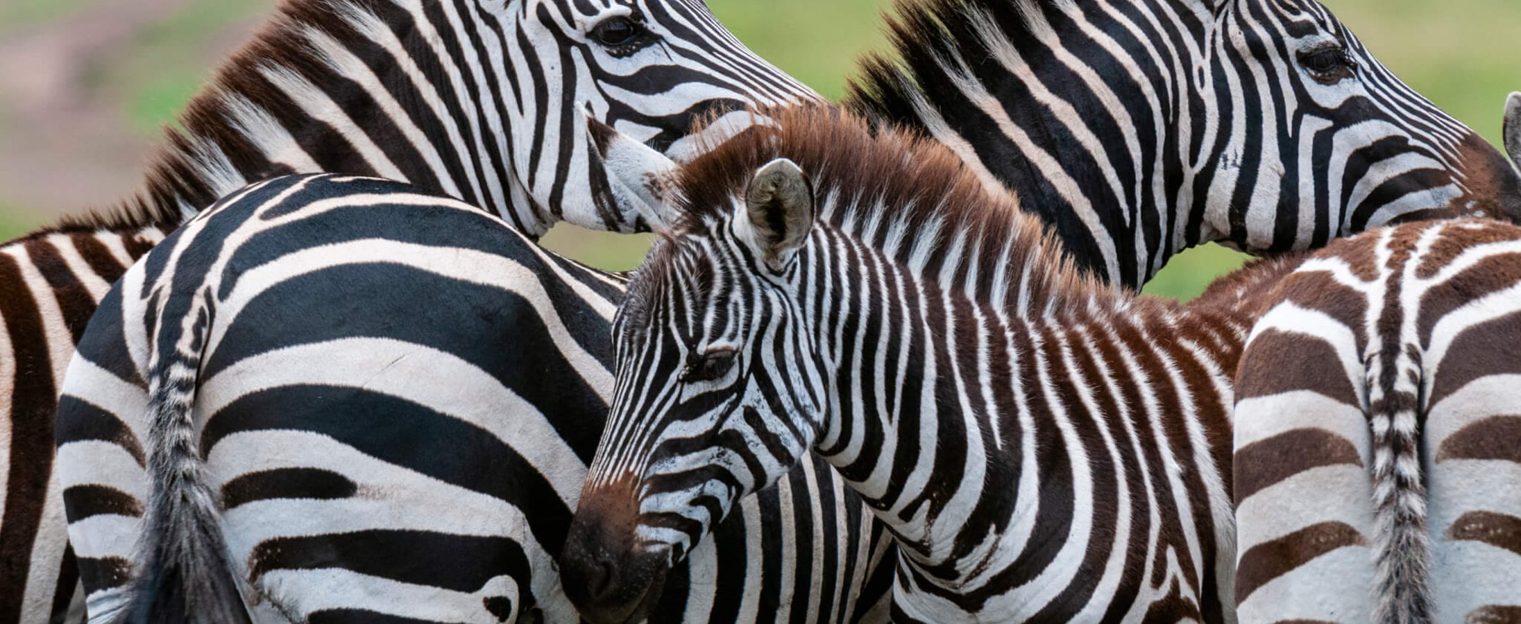 International Zebra Day (January 31st) | Days Of The Year