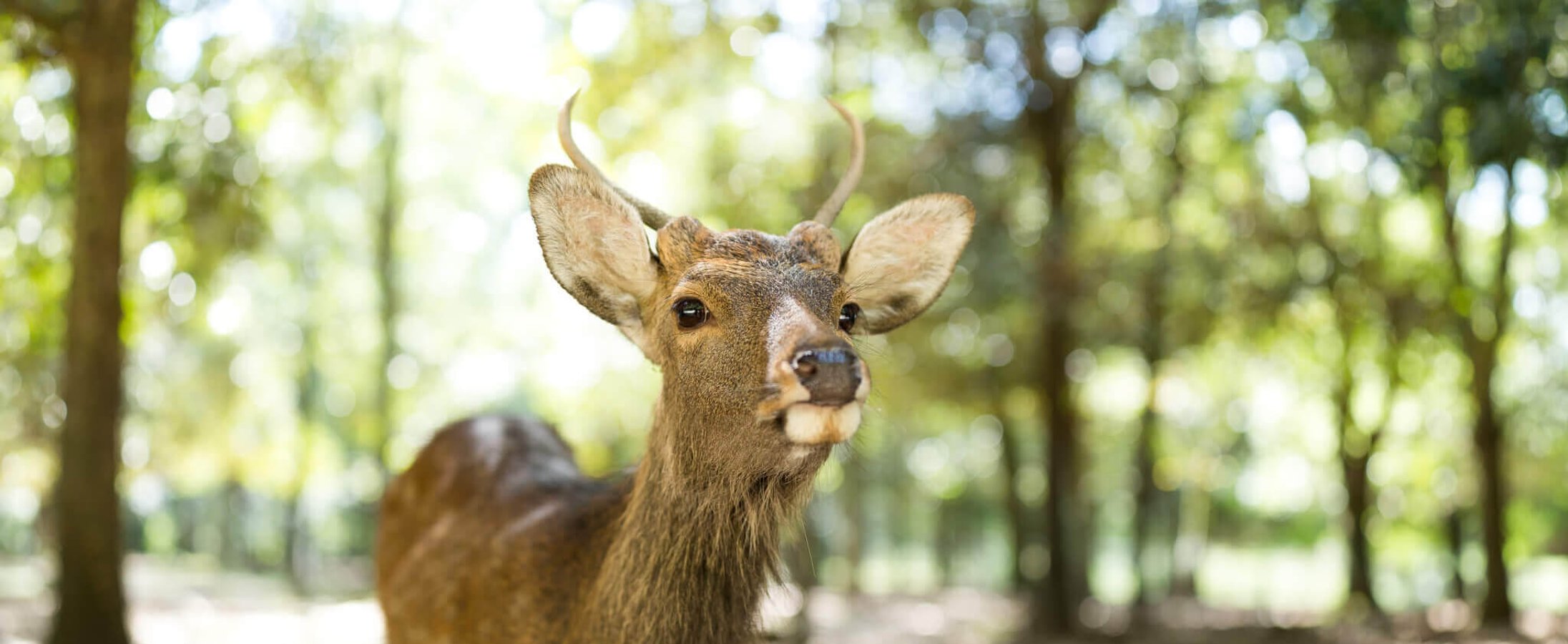 Key Deer Awareness Day (March 11th) | Days Of The Year