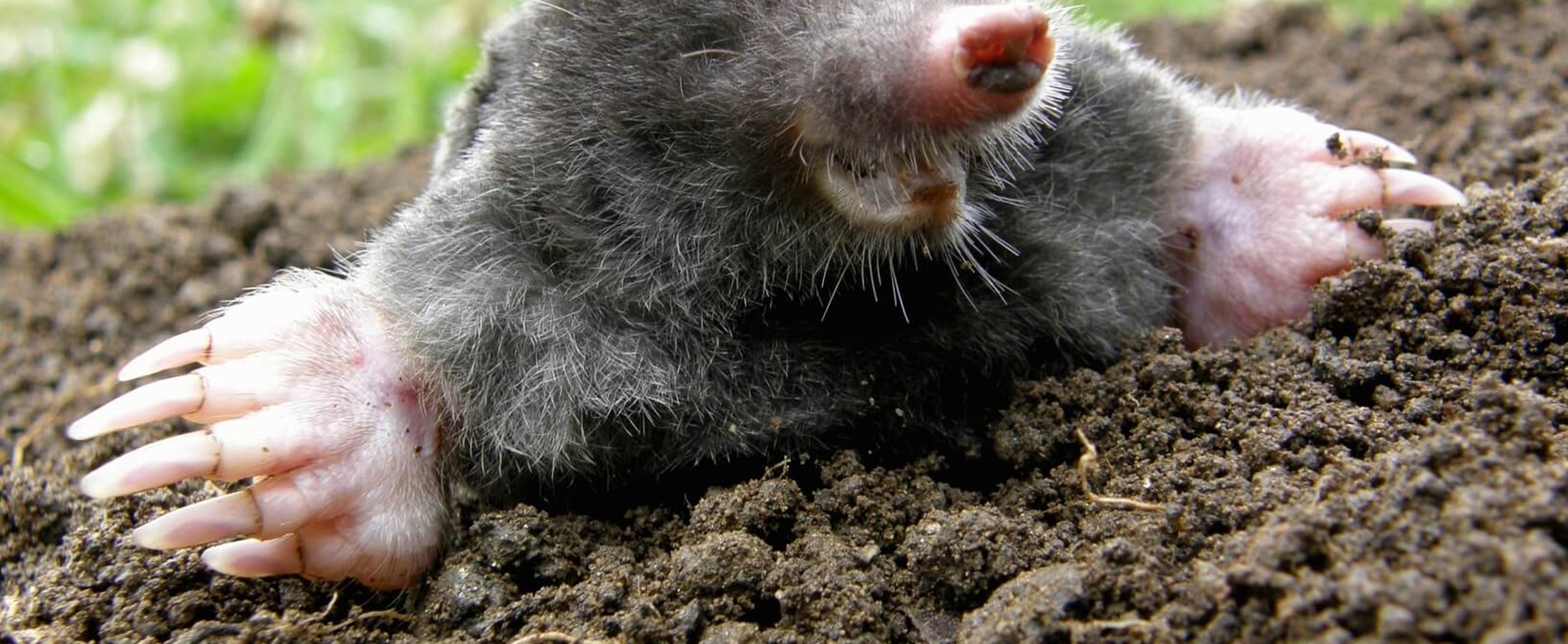 National Mole Day (October 23rd) | Days Of The Year