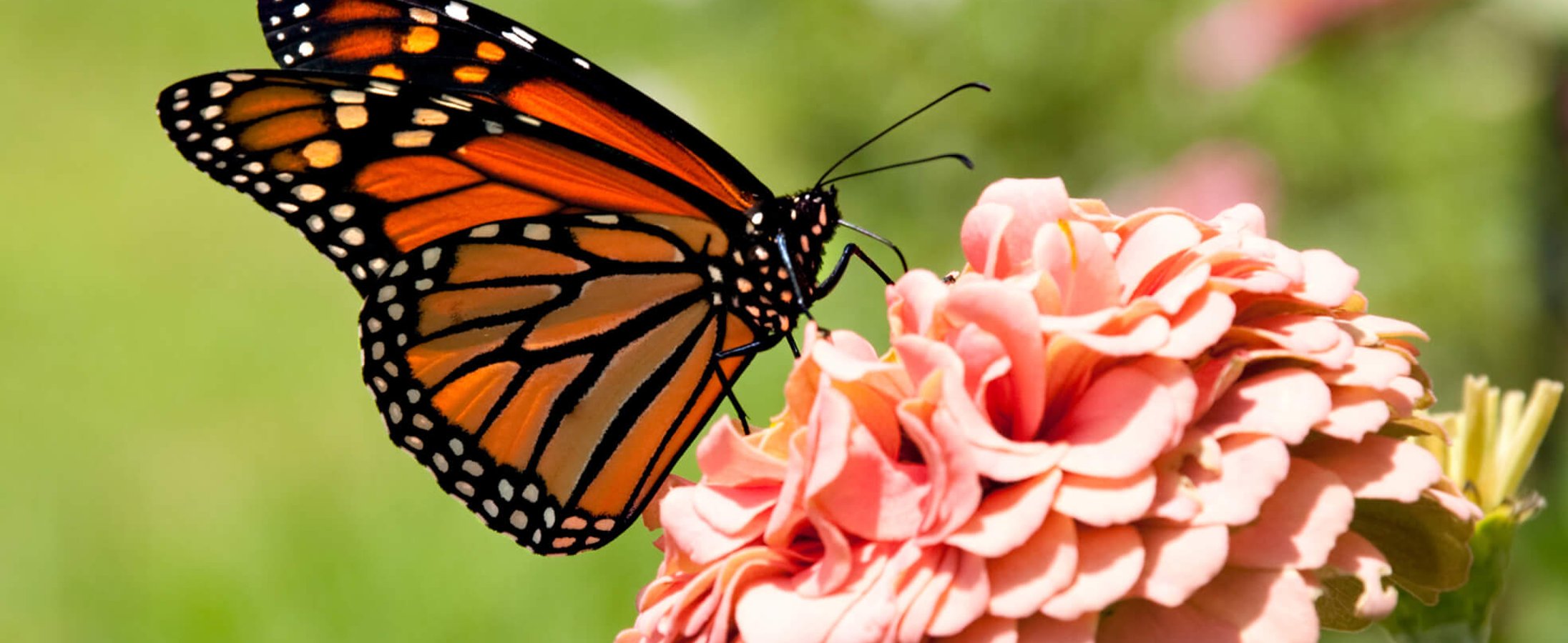 Western Monarch Day (February 5th) | Days Of The Year