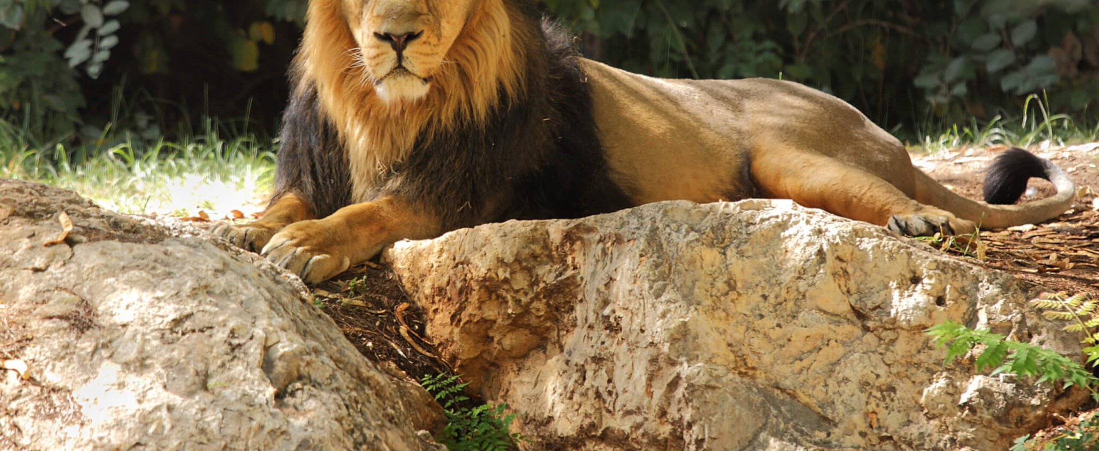 National Zoo Lovers Day (April 8th) | Days Of The Year