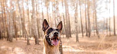 National Bulldogs Are Beautiful Day (April 21st) | Days Of The Year