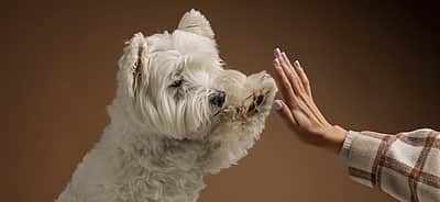 What If Cats and Dogs Had Opposable Thumbs Day (March 3rd) | Days Of ...