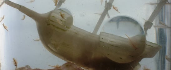 National Sea Monkey Day (May 16th) | Days Of The Year