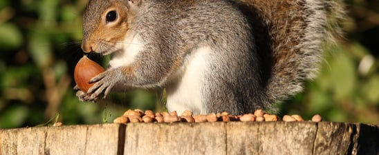 National Squirrel Appreciation Day (January 21st) | Days Of The Year