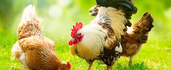 National Dance Like a Chicken Day (May 14th) | Days Of The Year