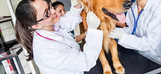 National Slinky Day (August 30th) | Days Of The Year