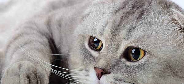 Scottish Wildcat Day (August 8th) | Days Of The Year