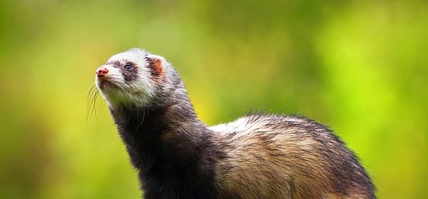 National Ferret Day (April 2nd) – Days Of The Year