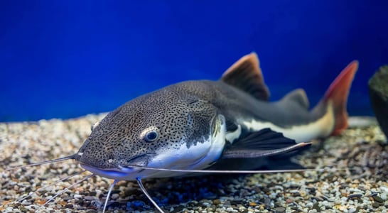 National Catfish Day (June 25th) | Days Of The Year