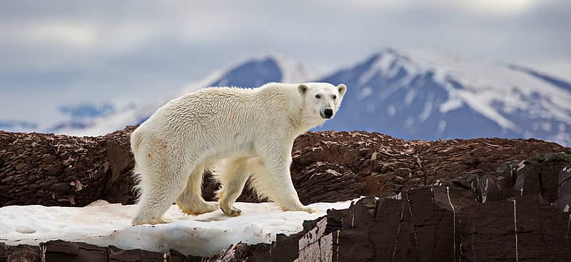 Scottish Wildcat Day (August 8th) | Days Of The Year