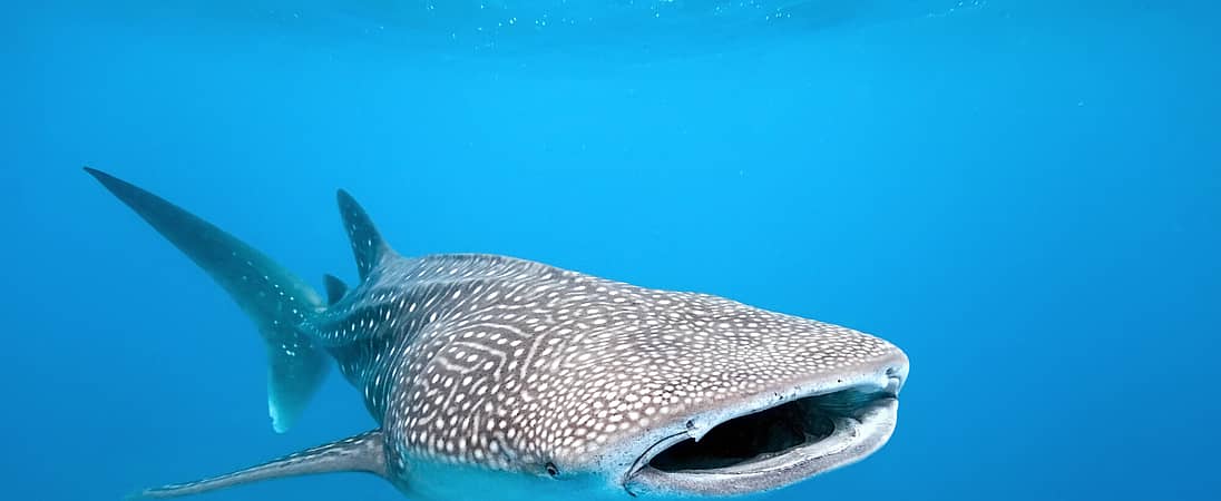 International Whale Shark Day (August 30th) | Days Of The Year