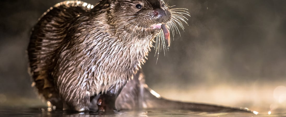 World Otter Day (May 28th, 2025) | Days Of The Year